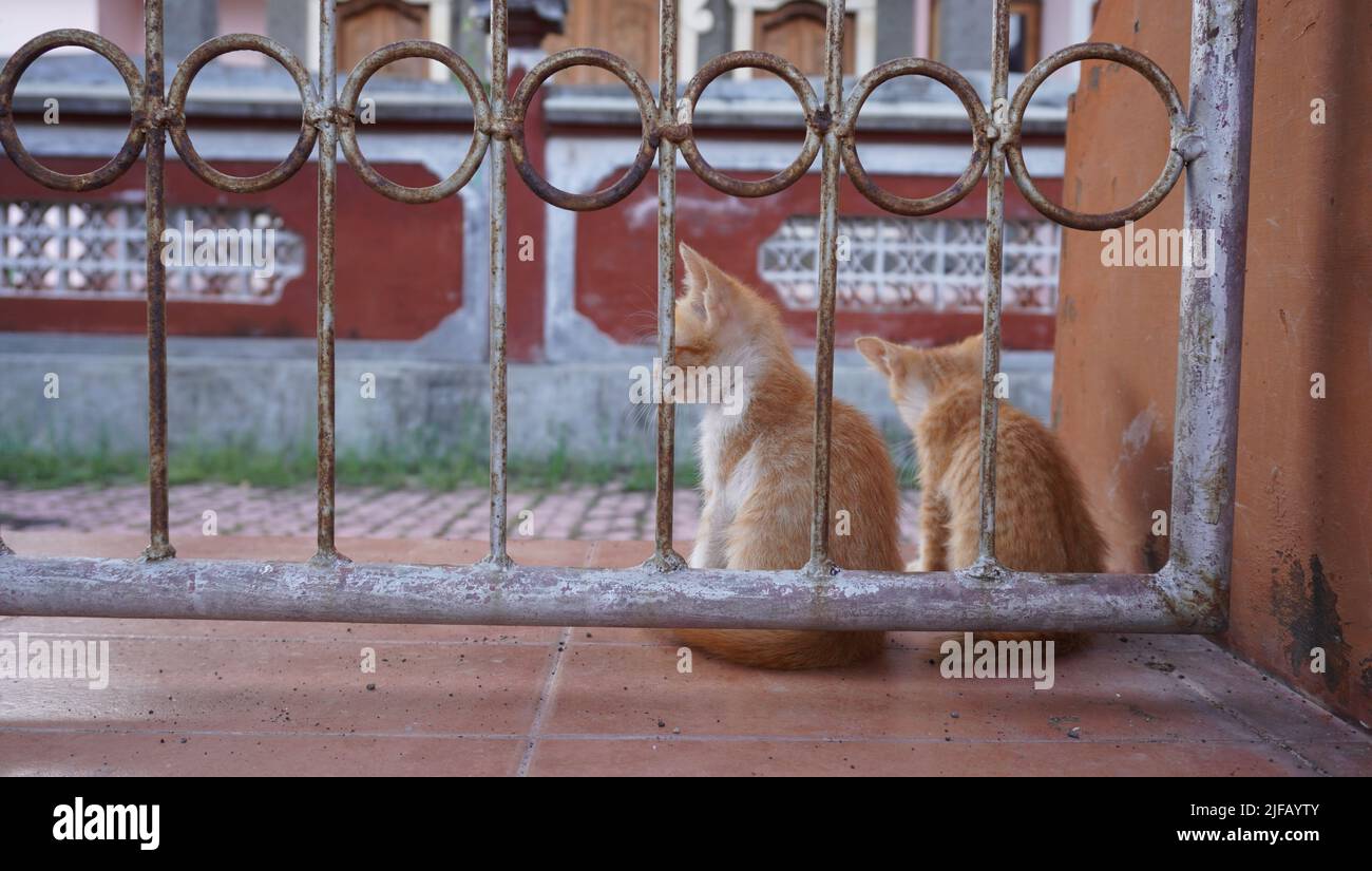 mother cat who is always ready to protect the kitten Stock Photo - Alamy