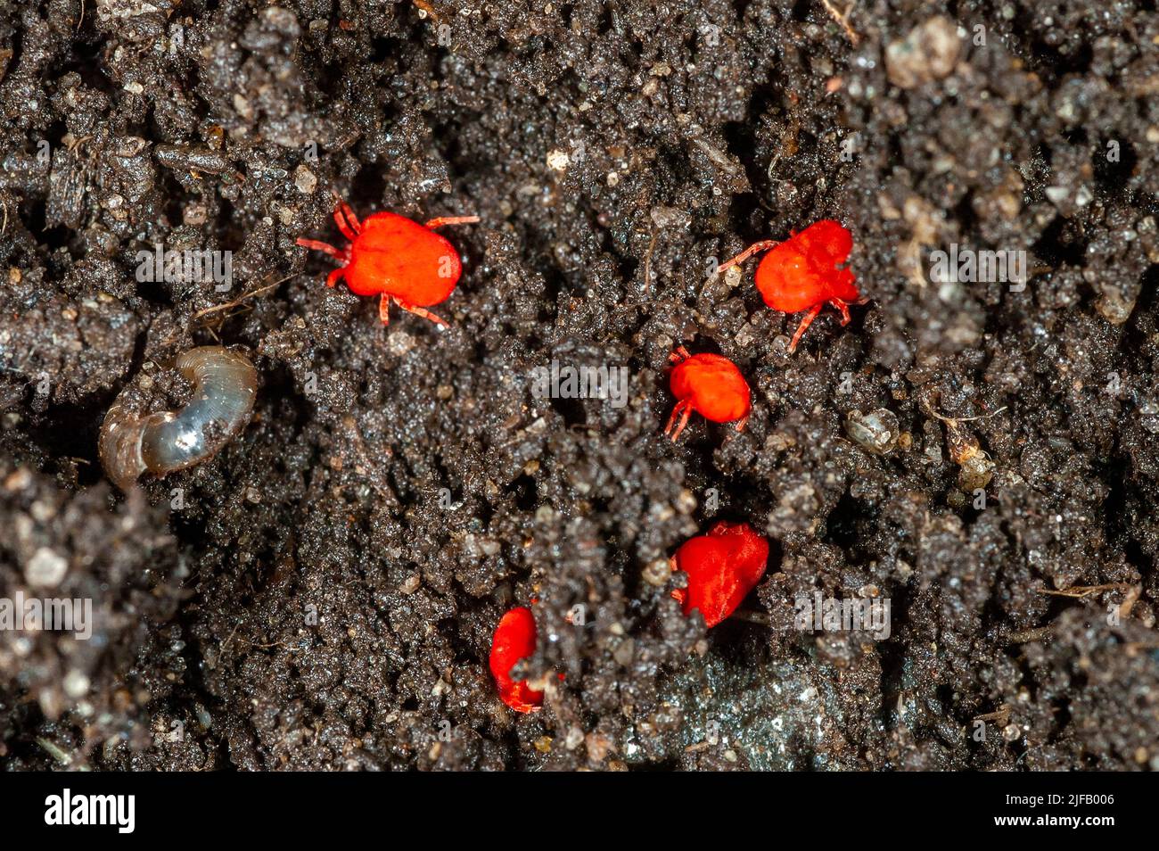 Red mites hi-res stock photography and images - Alamy