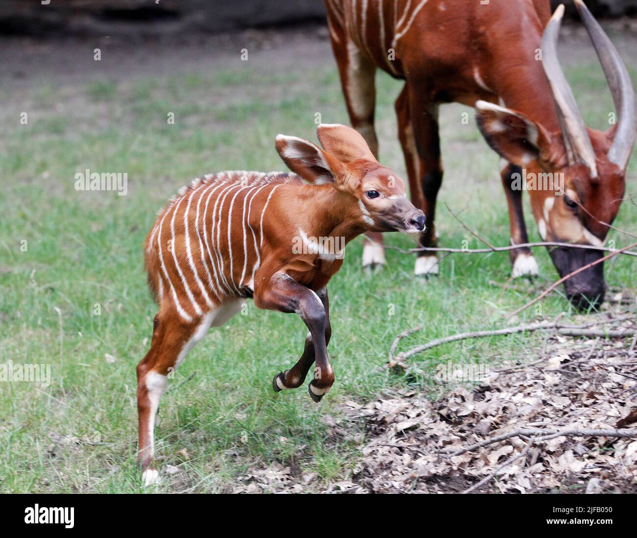 29 June 2022, North Rhine-Westphalia, Duisburg: The first baby bongo ...