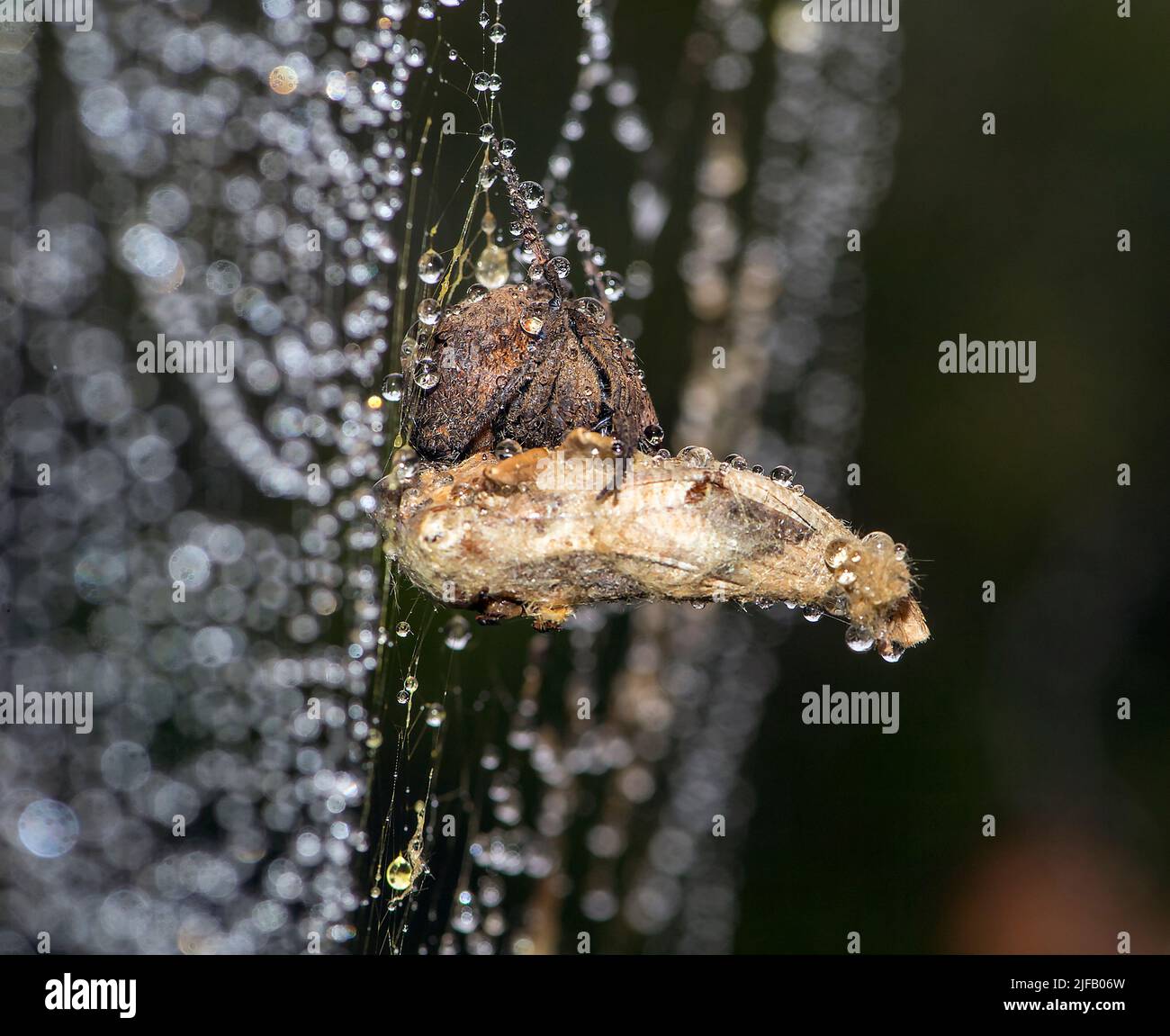 Araneidae caerostris hi-res stock photography and images - Alamy