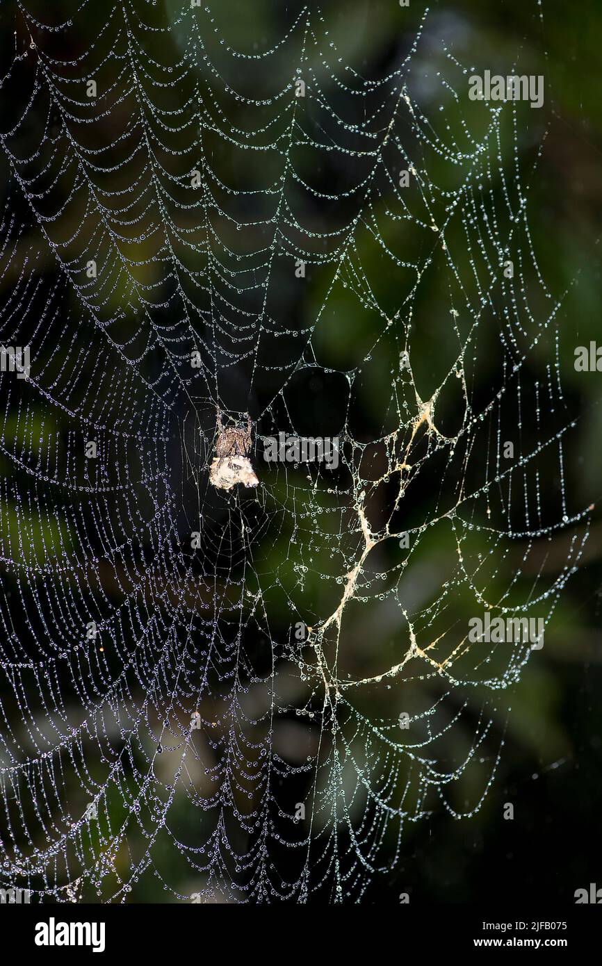 Bark spider (possibly Caerostris sexcuspidata) with its large web and a ...