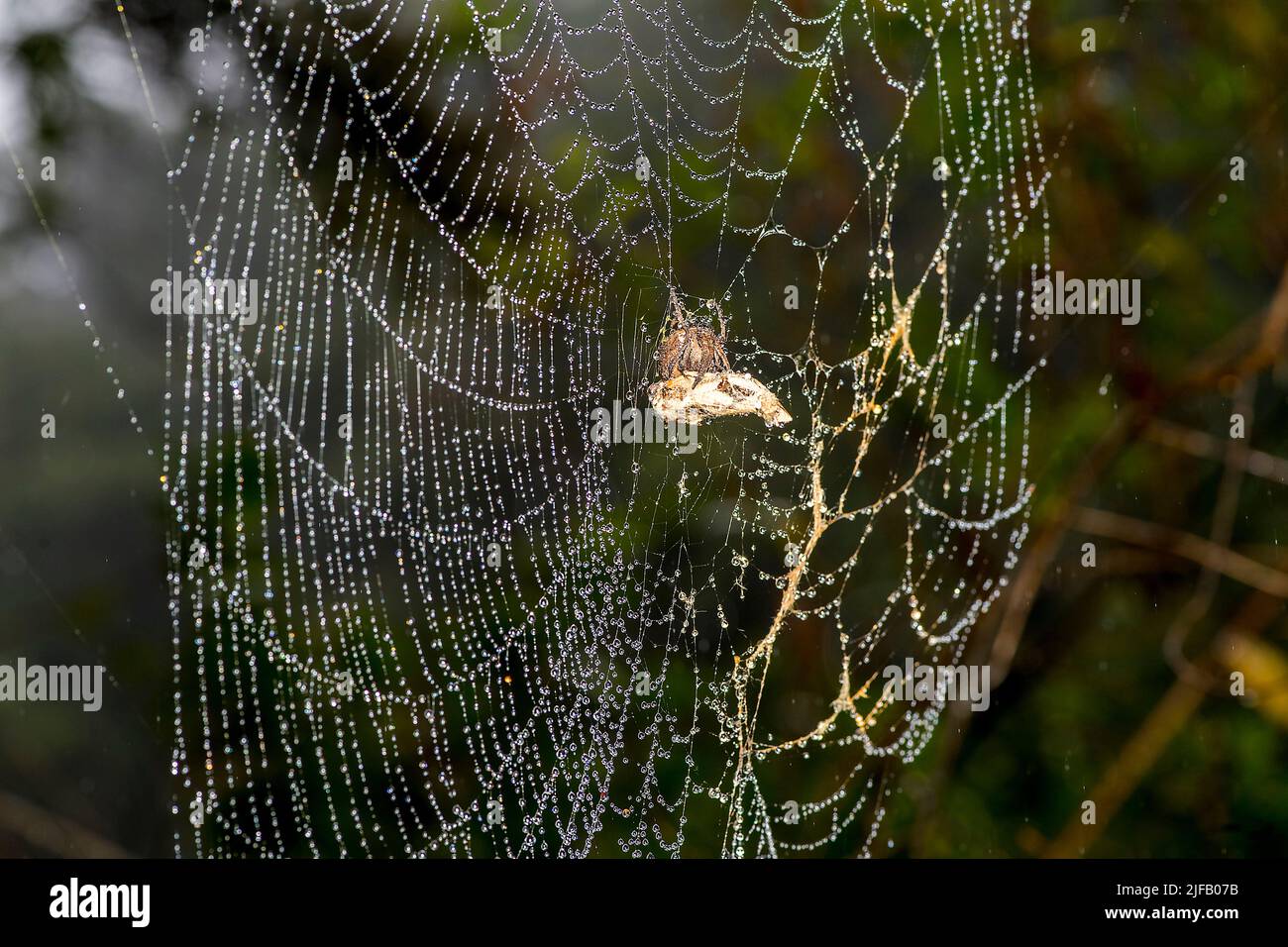 Bark spider (possibly Caerostris sexcuspidata) with its large web and a large prey. Photo from ...