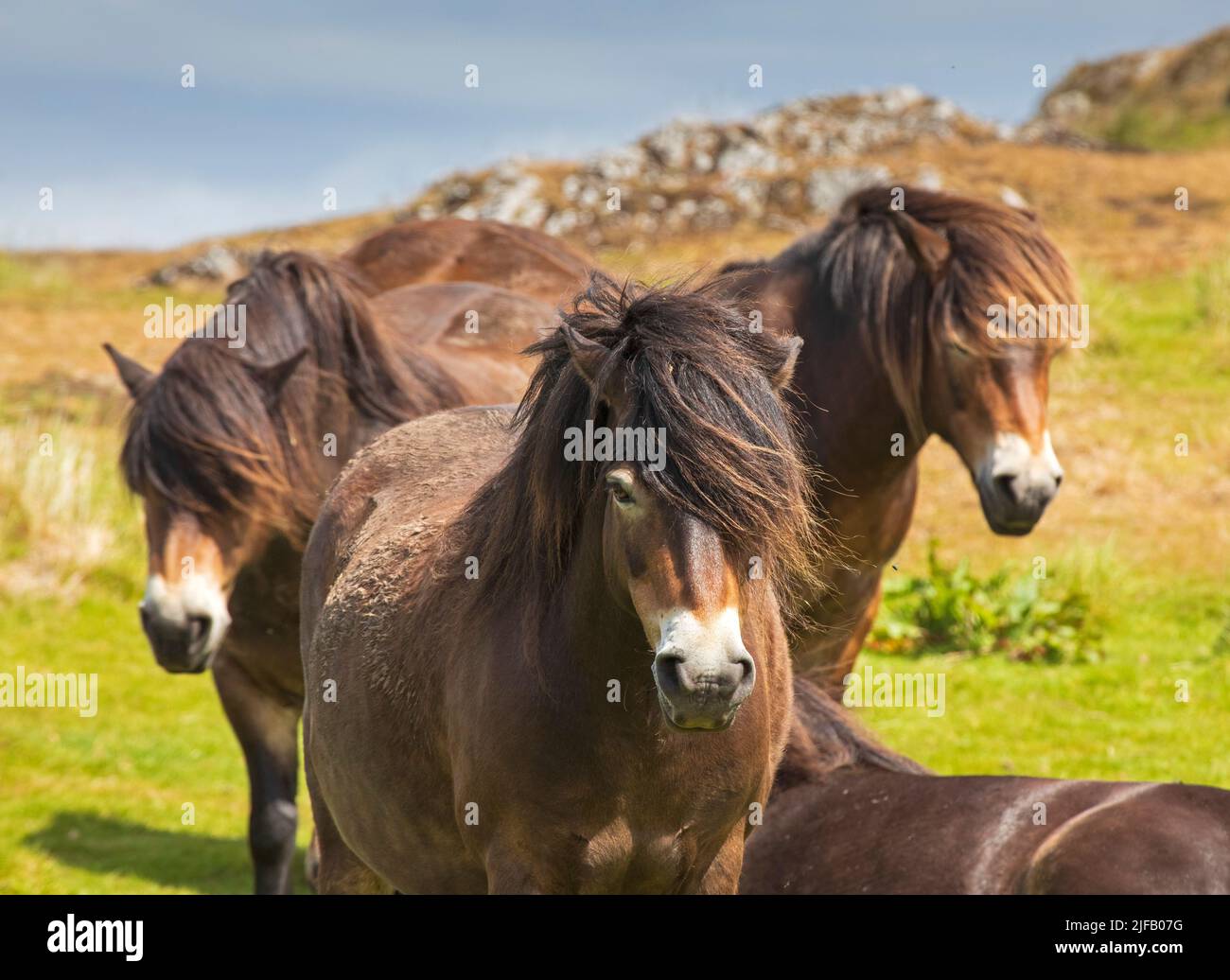 Scratching each others backs hi-res stock photography and images - Alamy
