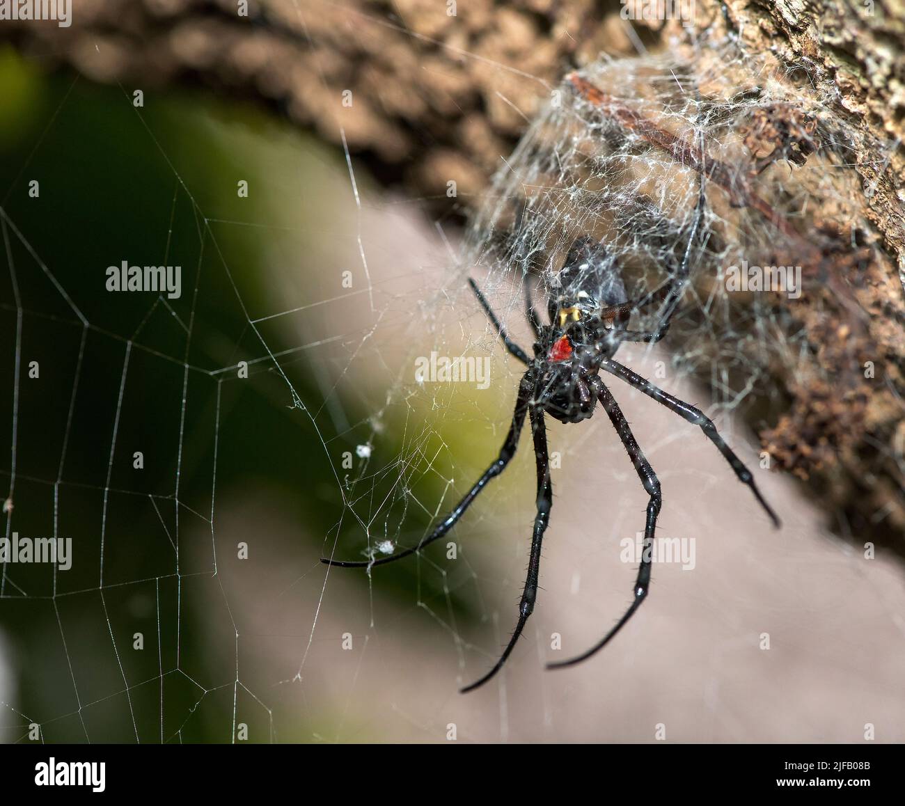 Unidentified black spider with a delicate web in the forest of ...