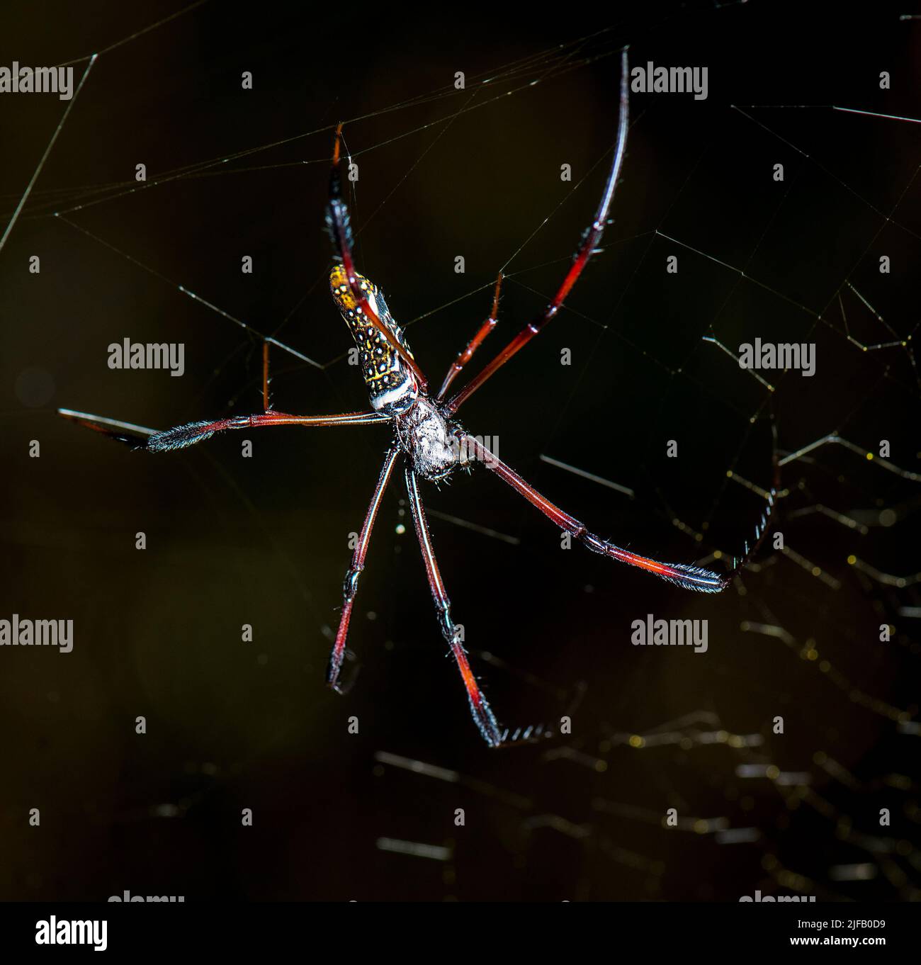 Female giant orb spider (Nephila sp., possibly Nephila komaci, dorsal ...