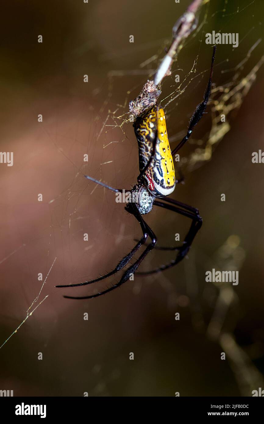 Female giant orb spider (Nephila sp., possibly Nephila komaci) in the ...