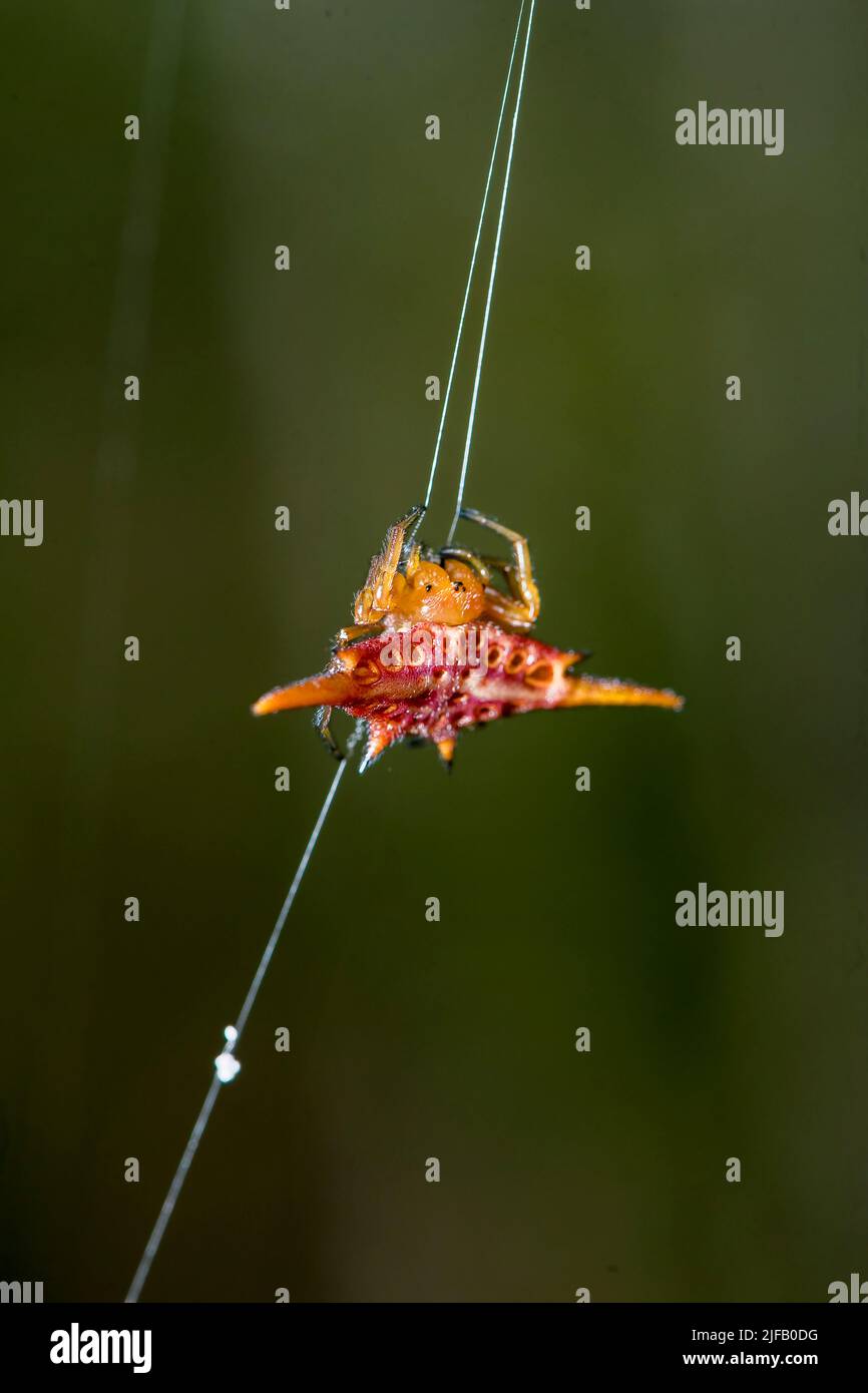 Crab spider (Gasteracantha sp.) from Andasibe, Madagascar Stock Photo ...