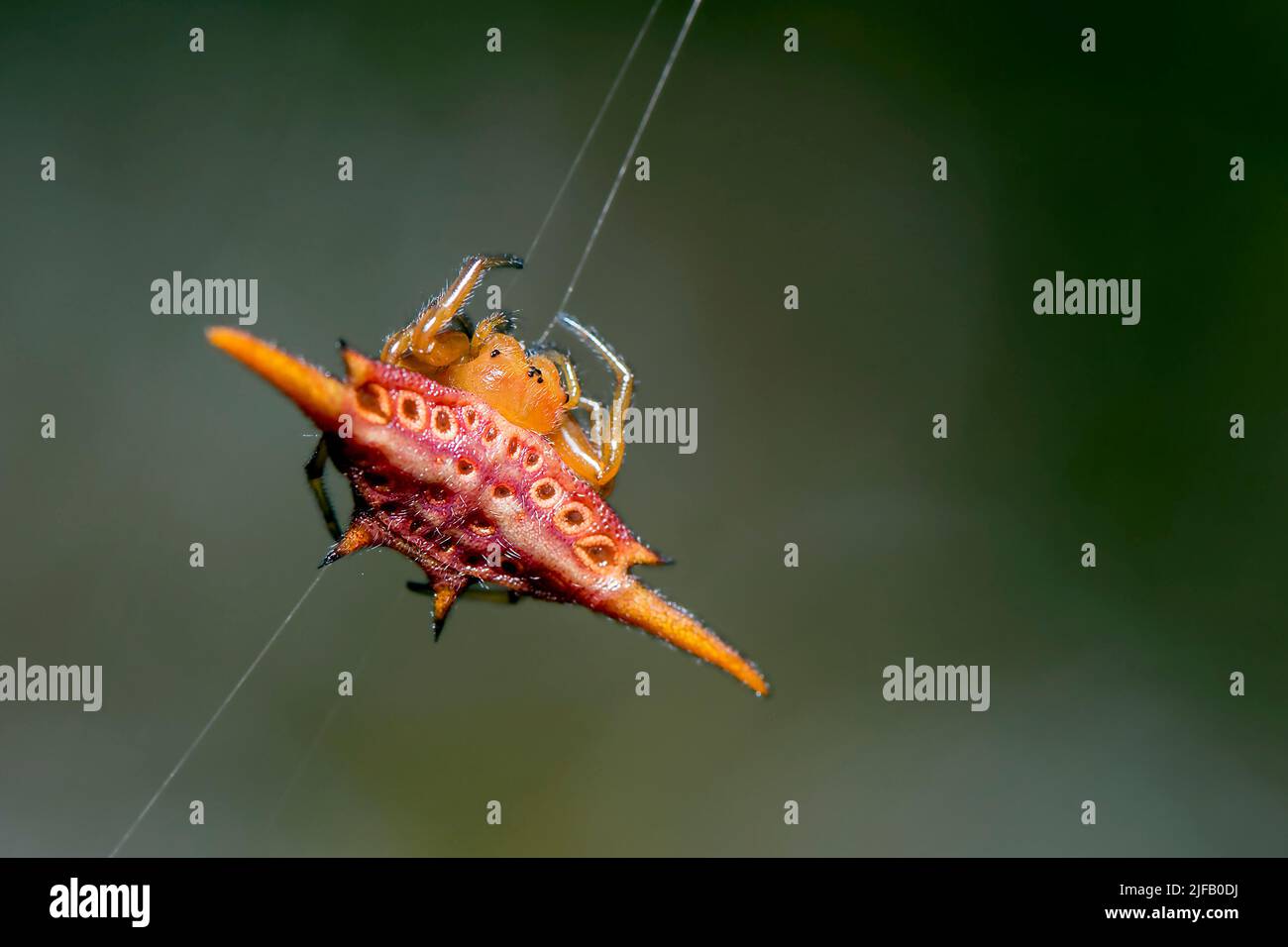 Gasteracantha sp hi-res stock photography and images - Alamy