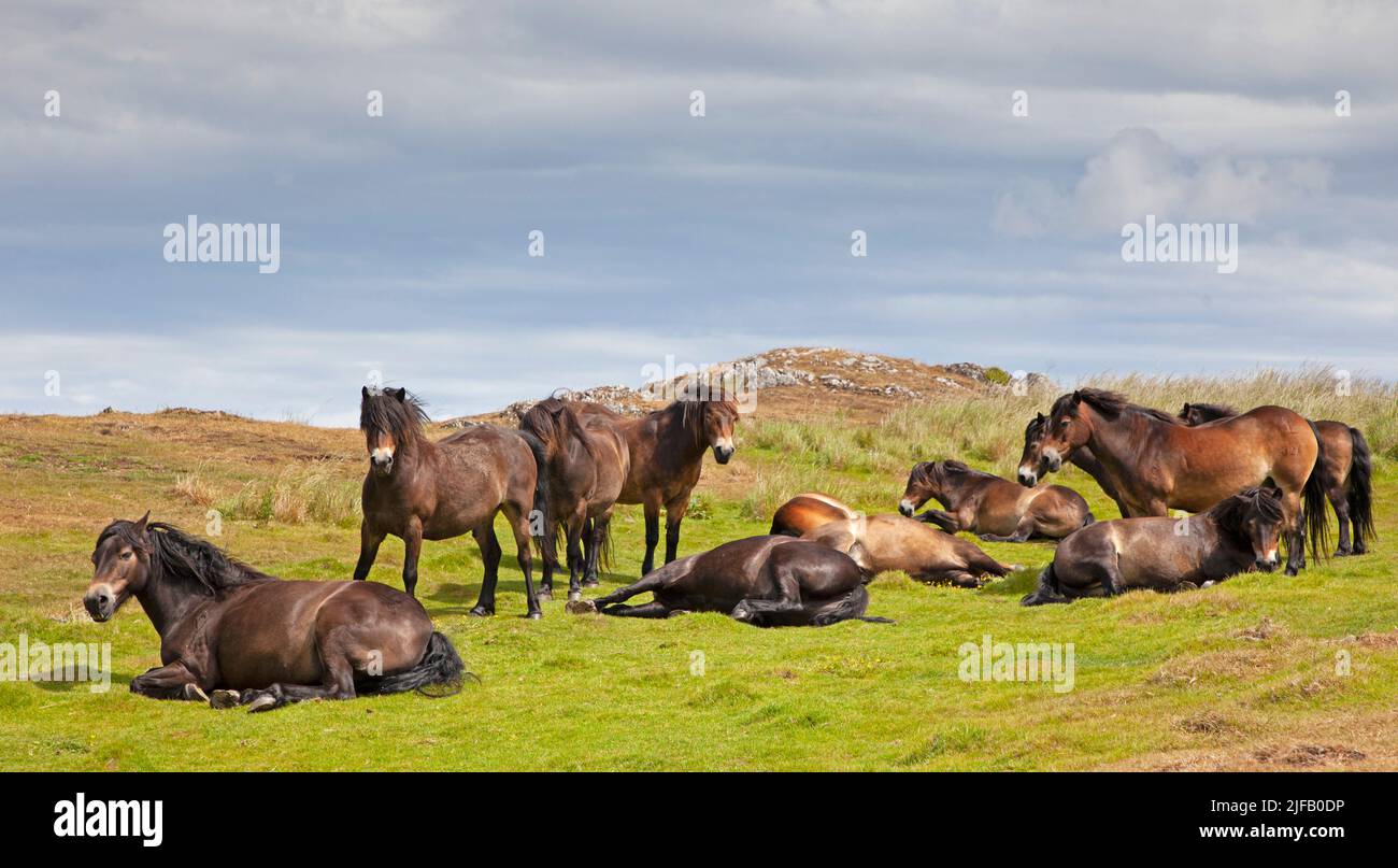 Scratching each others backs hi-res stock photography and images - Alamy