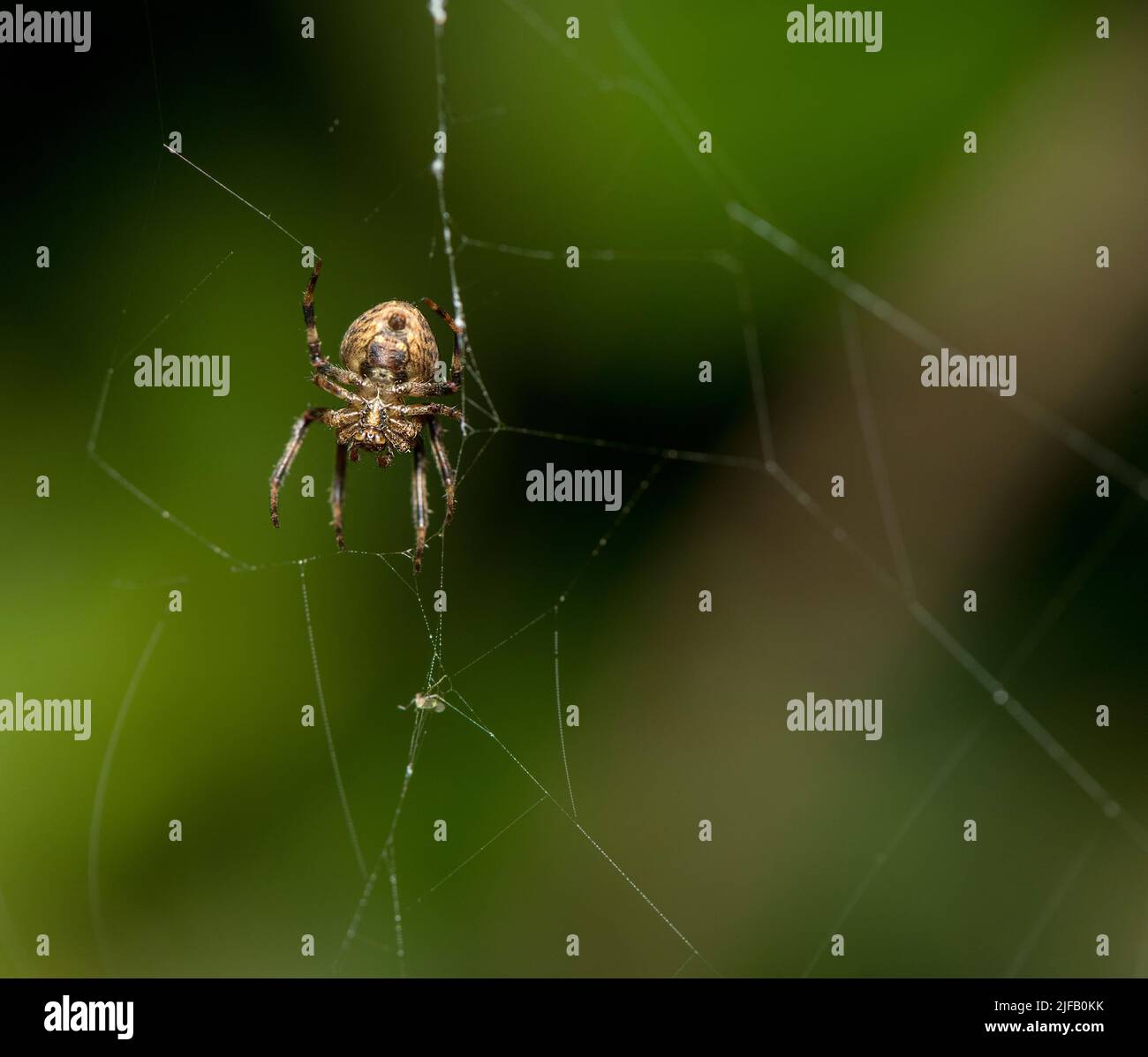 Unitentified spider (ventral view) from Andasibe National Park, eastern ...