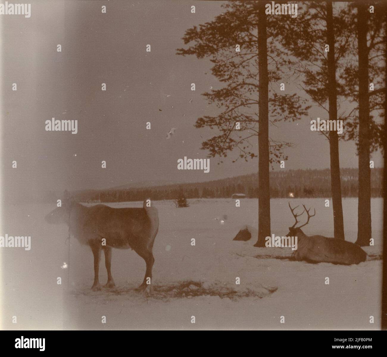 Reindeer in winter landscapes under Småland's house regiment K 4 winter ...