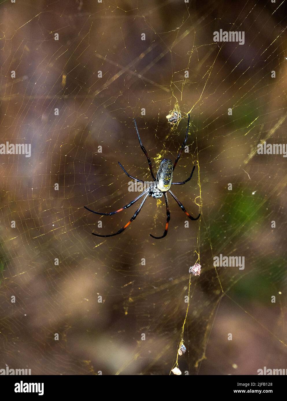 Female giant orb spider (Nephila sp.) from Tsarasaotra Park, Madagascar ...