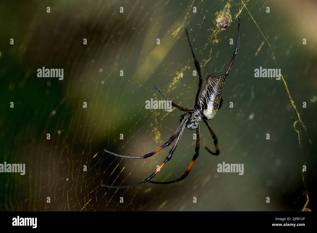 Female giant orb spider (Nephila sp.) from Tsarasaotra Park, Madagascar ...