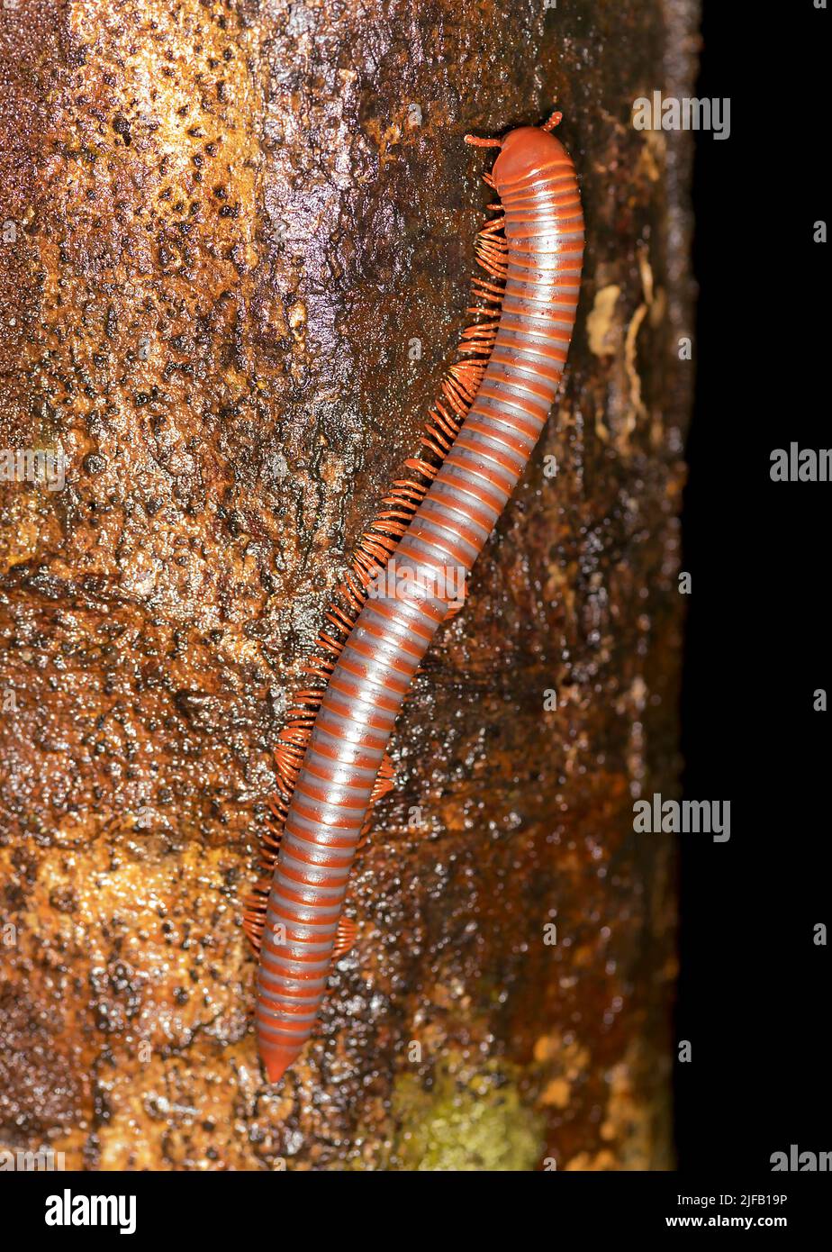 Rusty millipedre (possibly Trigoniulus corallinus) from Tanjung Puting ...