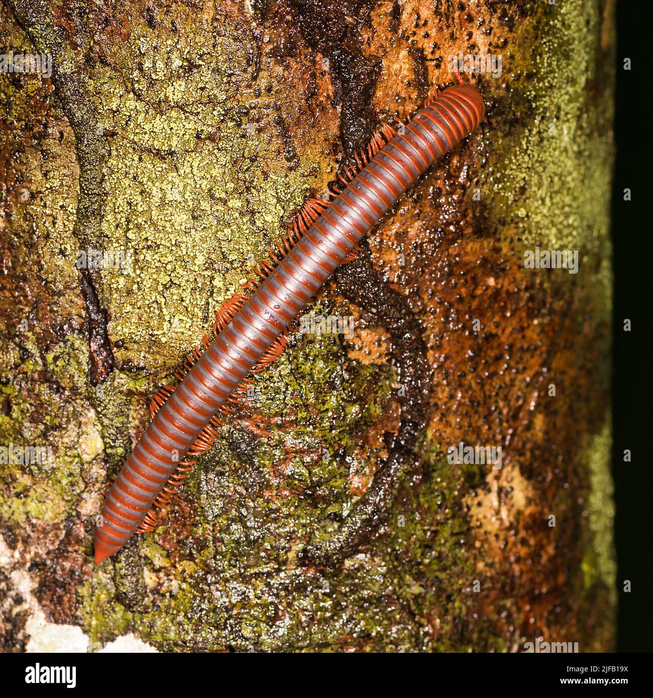 Rusty millipedre (possibly Trigoniulus corallinus) from Tanjung Puting ...