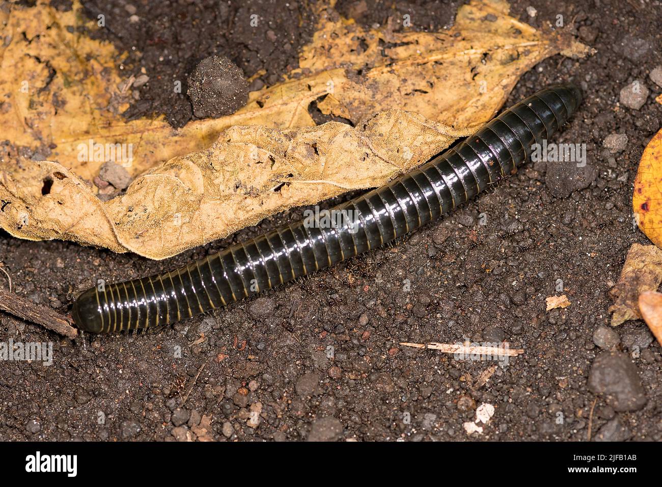 Giant millipede from the order Spirobolida photographed in Tangkoko ...