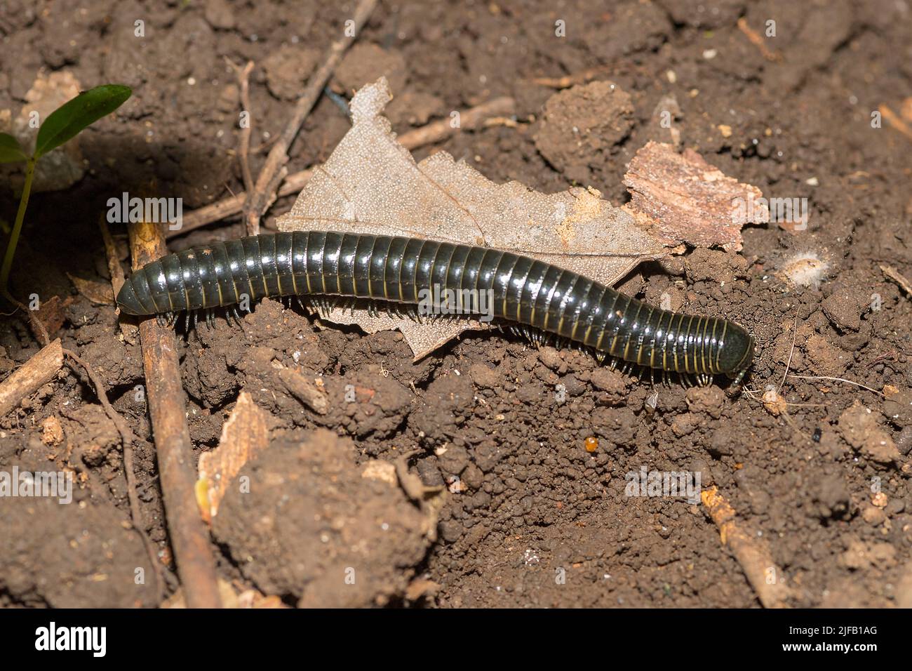 Giant millipede from the order Spirobolida photographed in Tangkoko ...