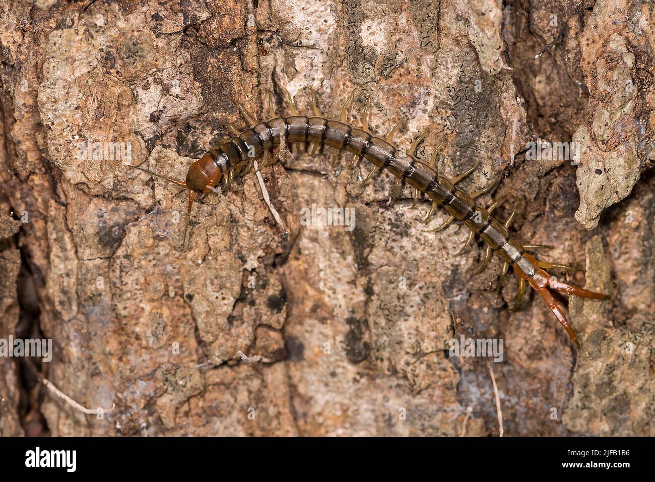 Large centiped (about 7 cm long), probably Scolopendra subspinipes ...