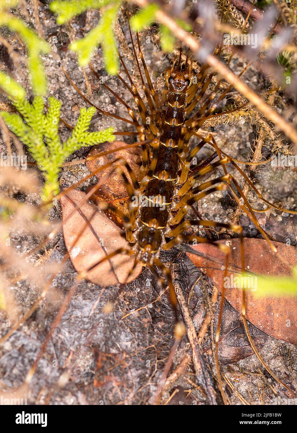 Giant centiped (Scutigera sp.) from Tanjung Puting National Park ...