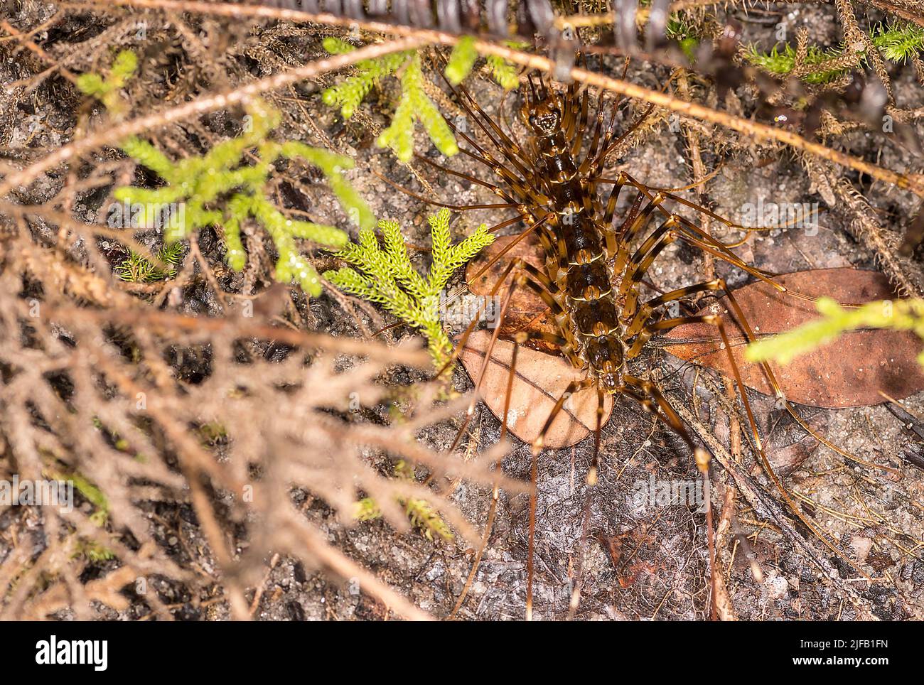 Giant centiped (Scutigera sp.) from Tanjung Puting National Park ...
