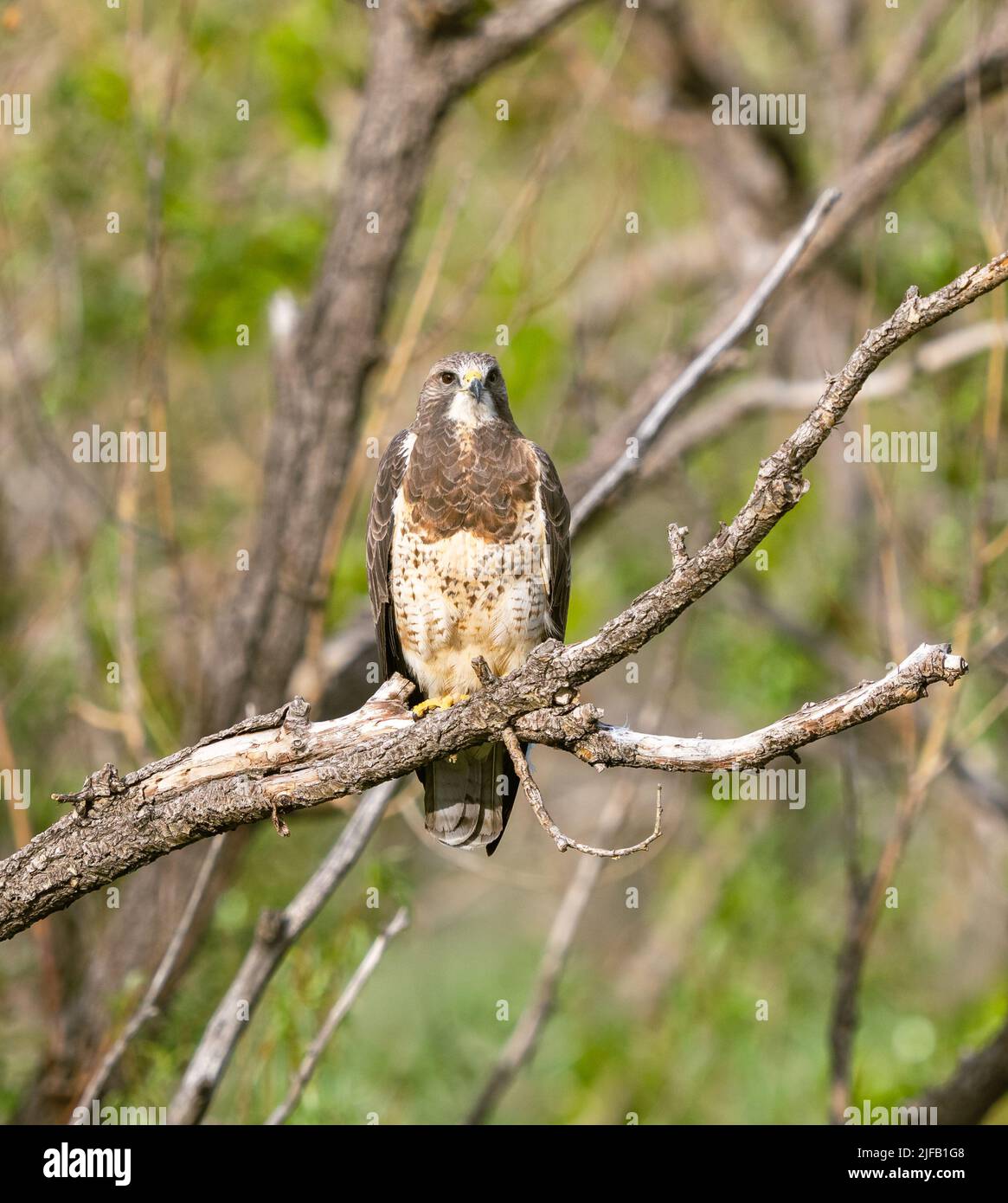 A beautiful Swainson's Hawk perched upon a limb in the woods. Viewed up ...