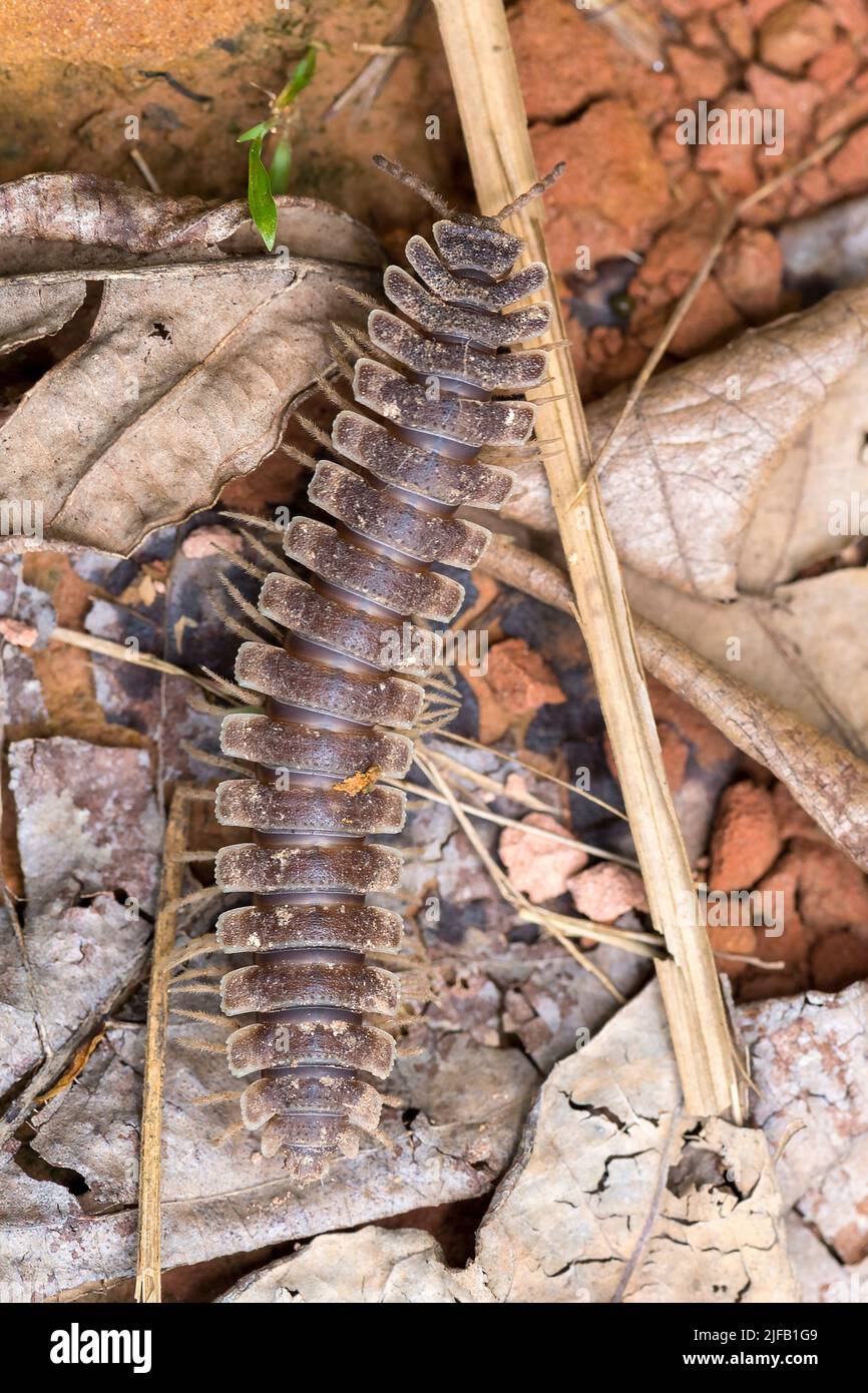 Tractor millipede, family Platyrhacidae (possibly Barydesmus sp ...