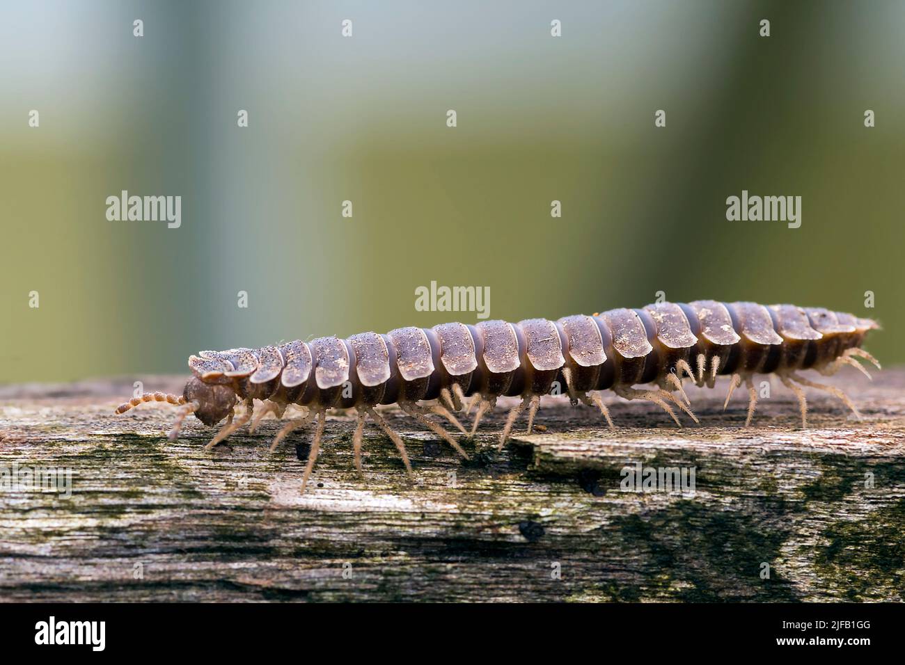 Tractor millipede, family Platyrhacidae (possibly Barydesmus sp ...