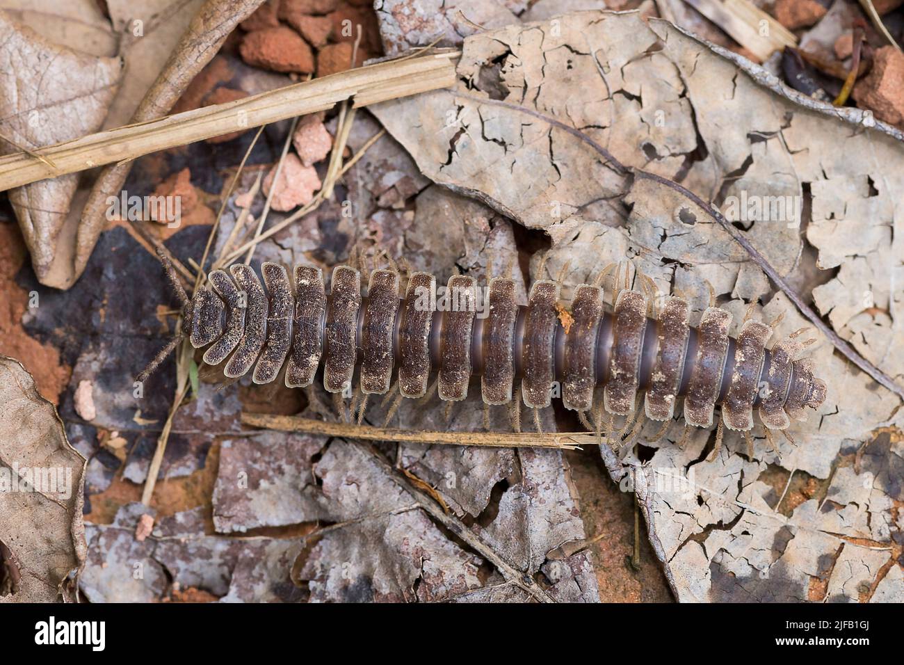 Tractor millipede, family Platyrhacidae (possibly Barydesmus sp ...