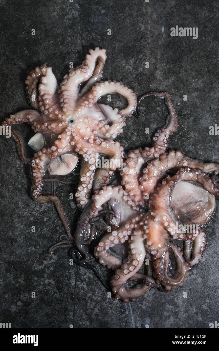 Octopus. Creative concept of healthy food with photos of delicious ...