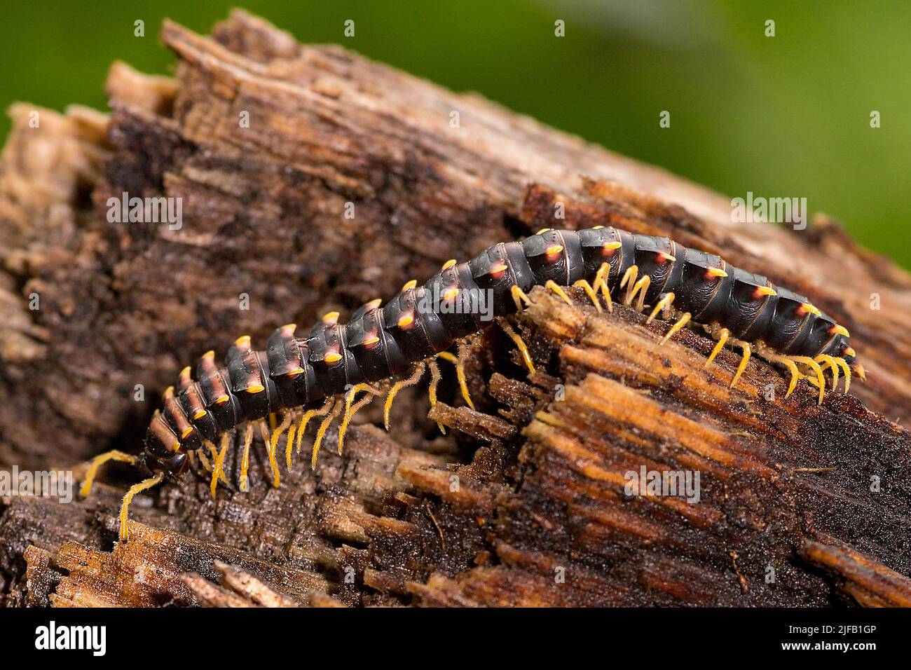 Tractor millipede, family Platyrhacidae (possibly juvenile Barydesmus ...