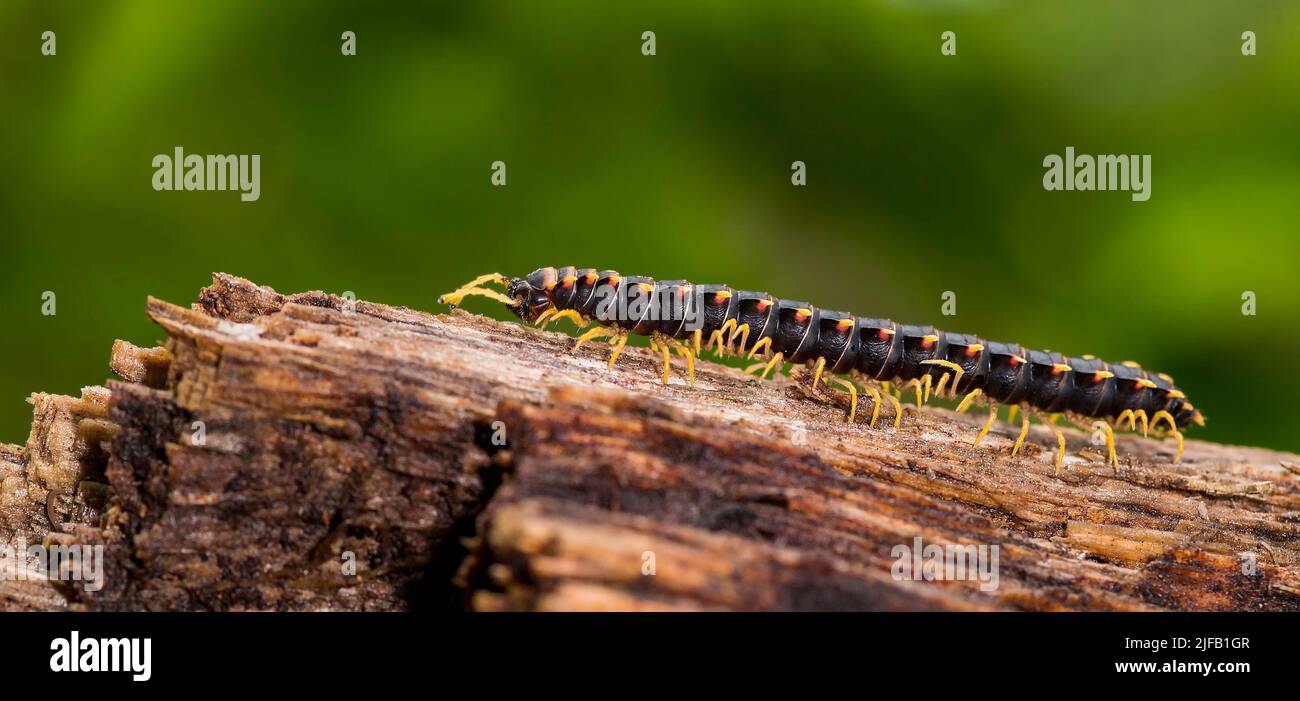 Tractor millipede, family Platyrhacidae (possibly juvenile Barydesmus ...