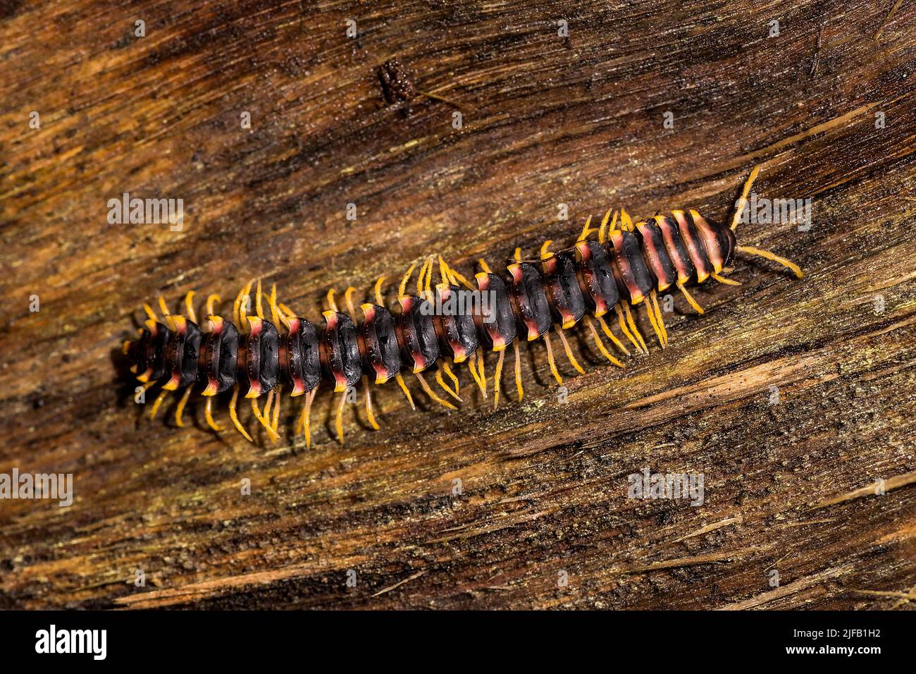 Tractor millipede, family Platyrhacidae (possibly juvenile Barydesmus ...