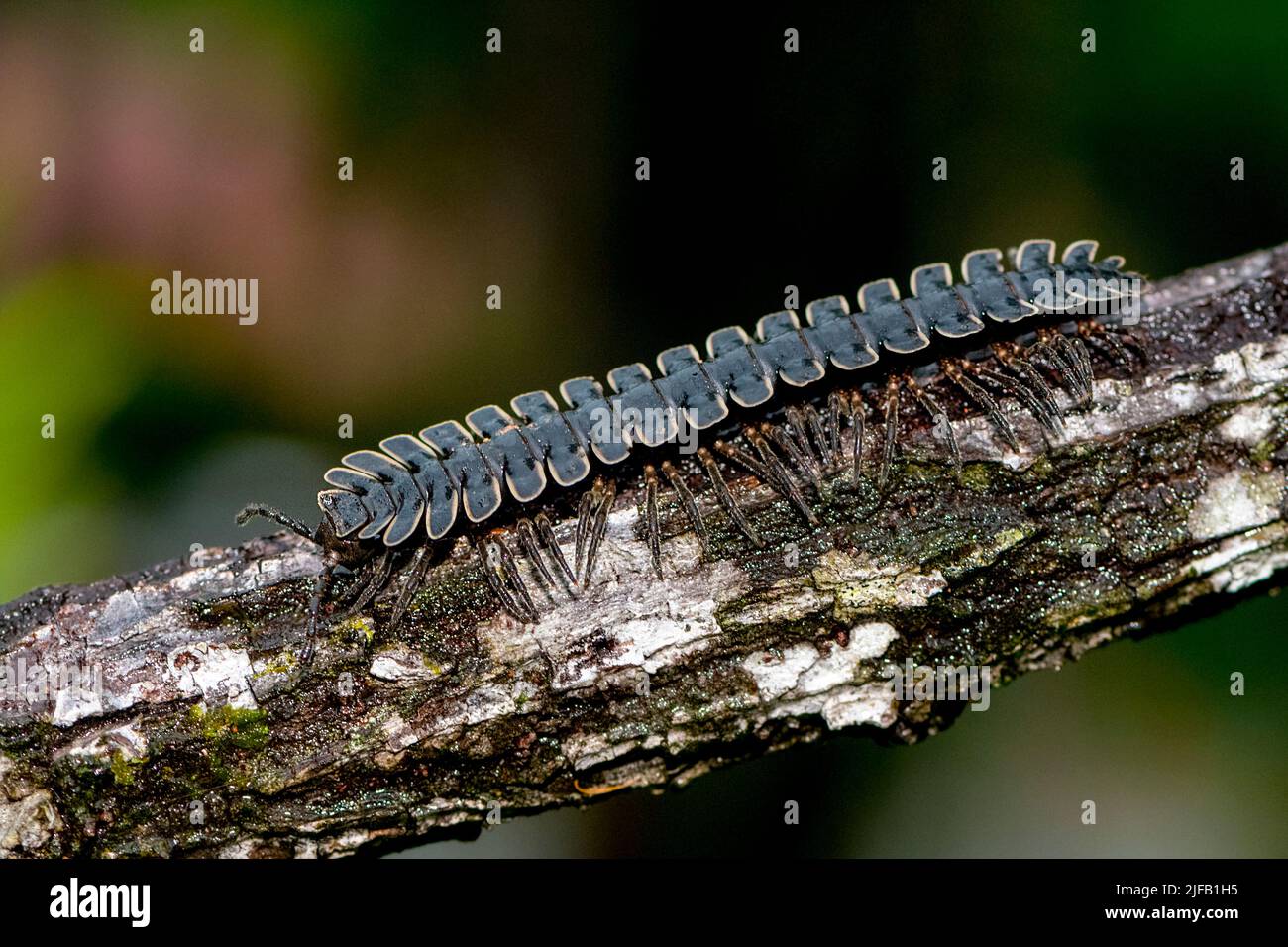 Tractor millipede, family Platyrhacidae (possibly Barydesmus sp ...