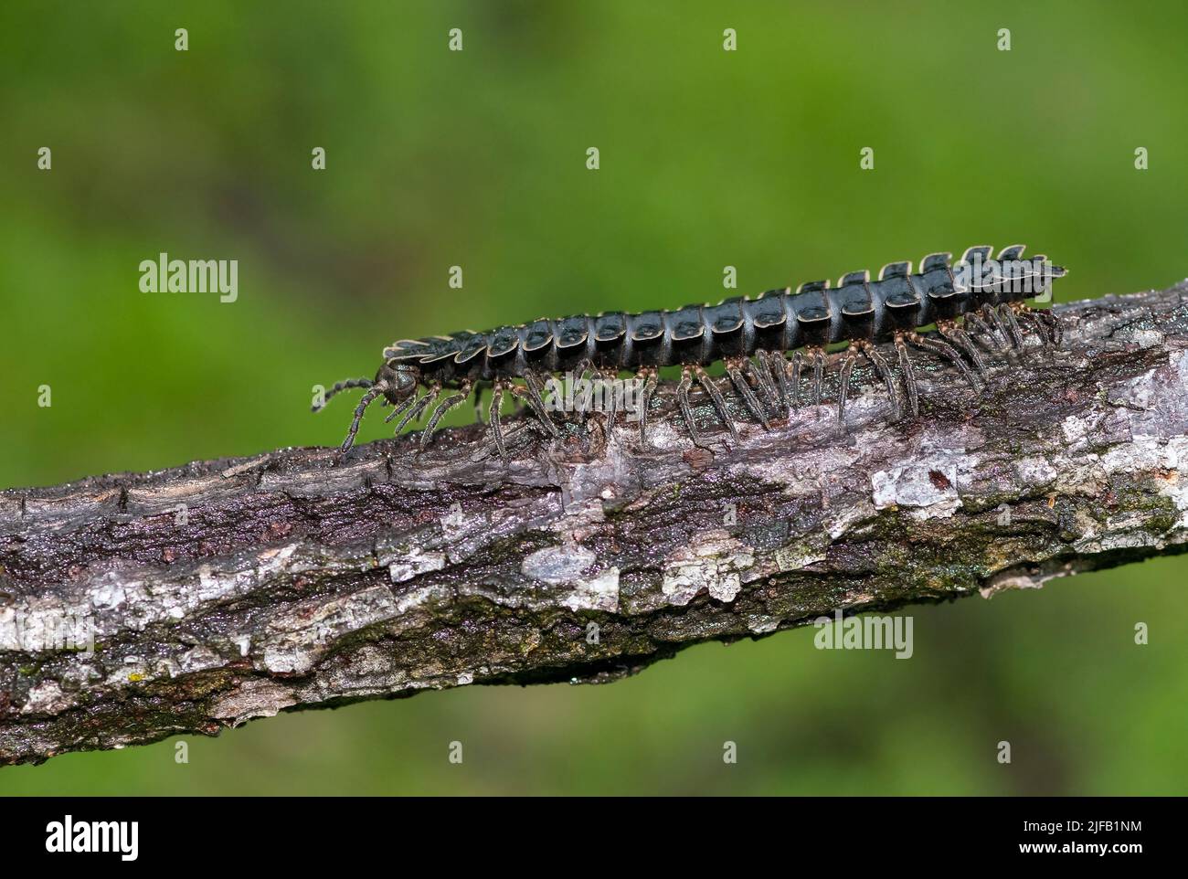 Tractor millipede, family Platyrhacidae (possibly Barydesmus sp ...