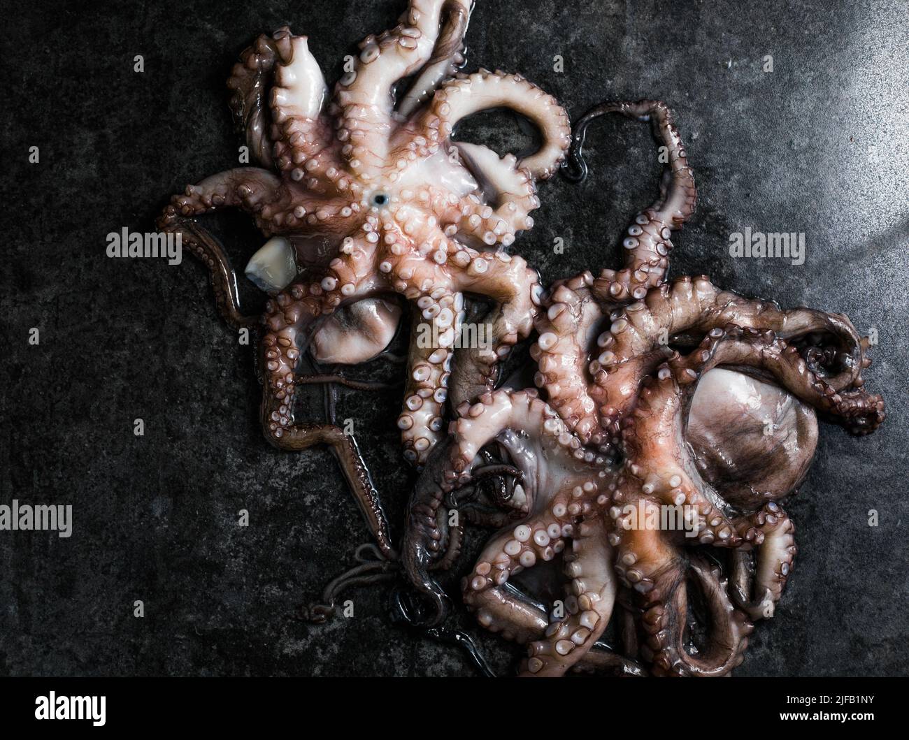 Octopus. Creative concept of healthy food with photos of delicious ...