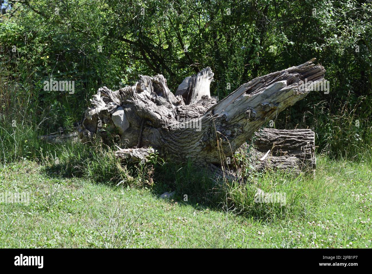 Cur timber hi-res stock photography and images - Alamy