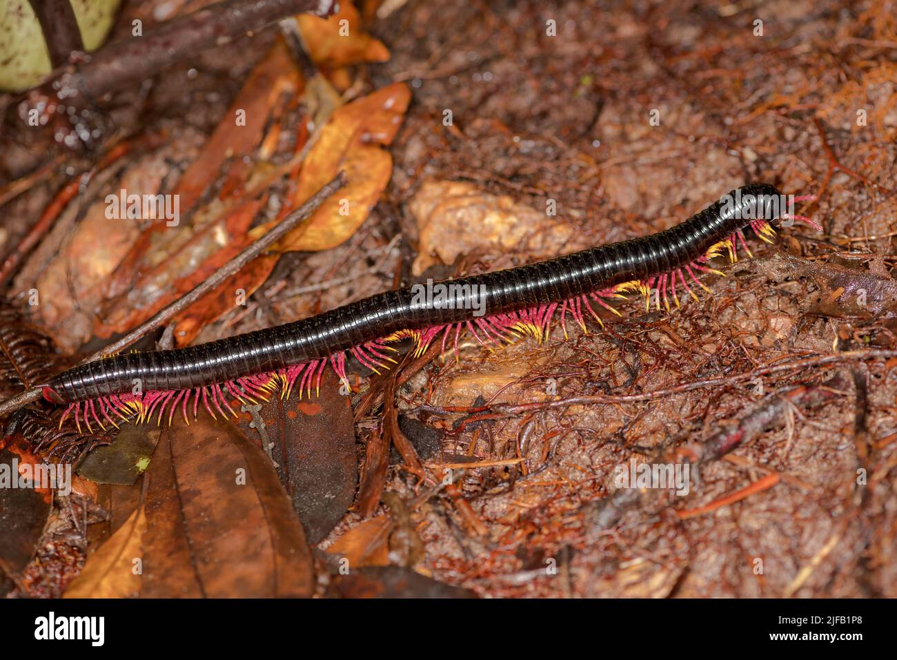 Giant fire millipede hi-res stock photography and images - Alamy