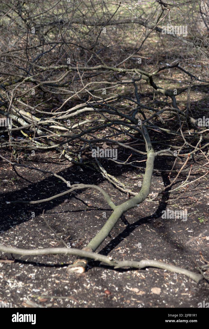 Sawn tree branches lying on the ground Stock Photo - Alamy