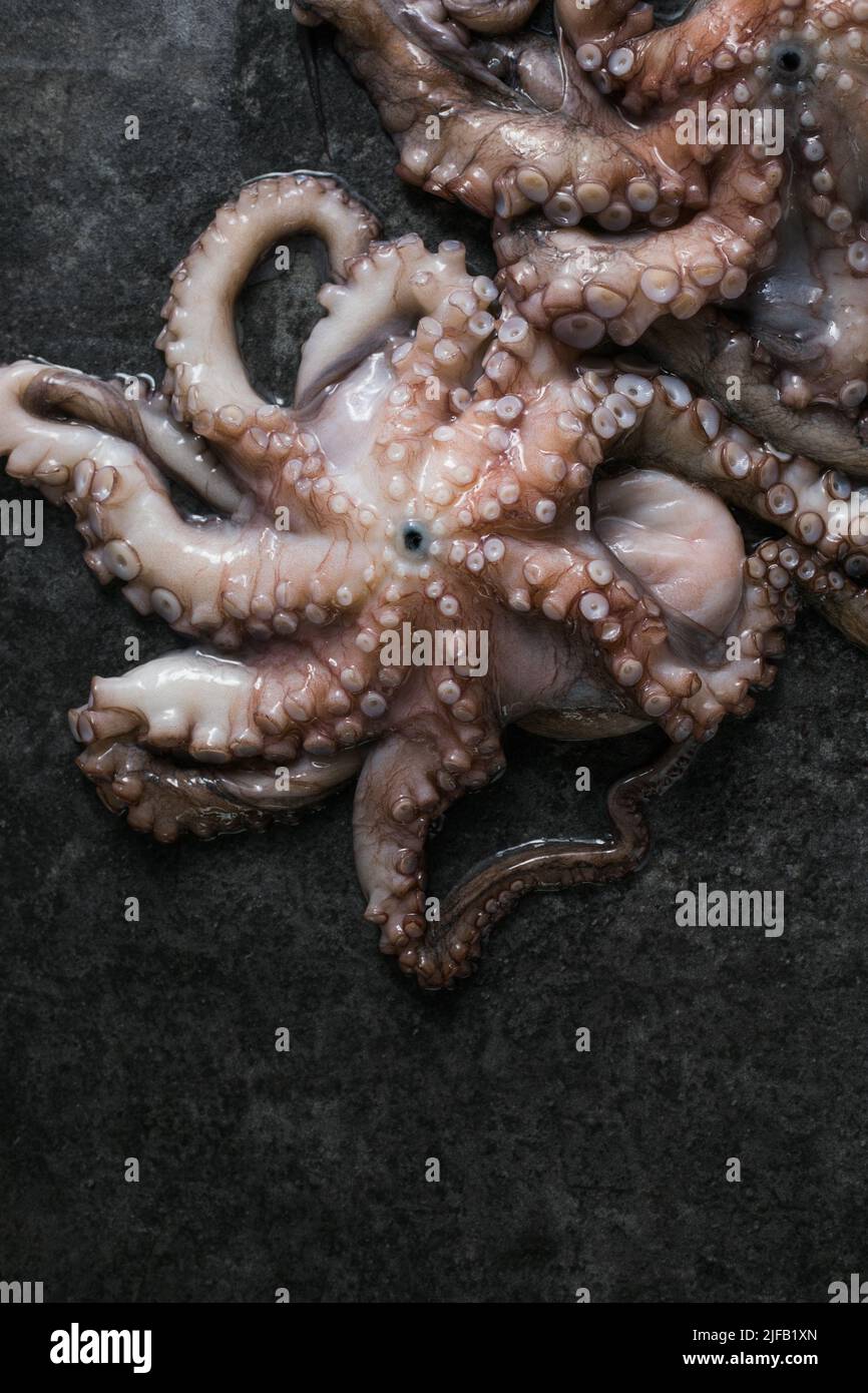 Octopus. Creative concept of healthy food with photos of delicious ...