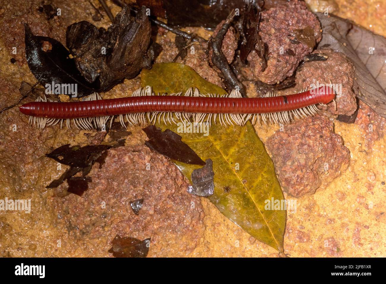 Giant millipede (about 20 cm long, possibly Trigoniulus sp.) from ...