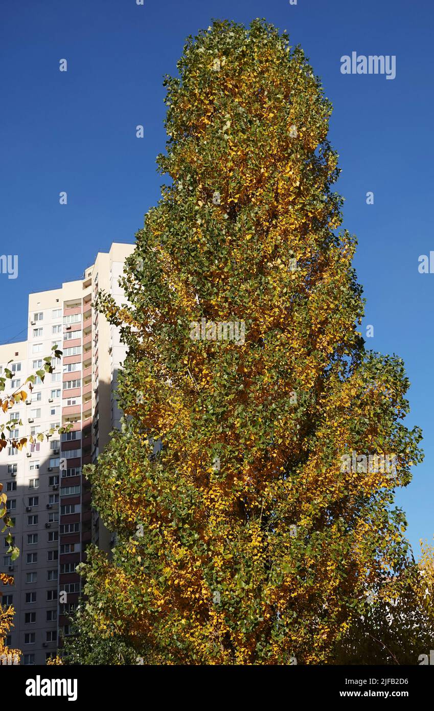 Black poplar in autumn hi-res stock photography and images - Alamy