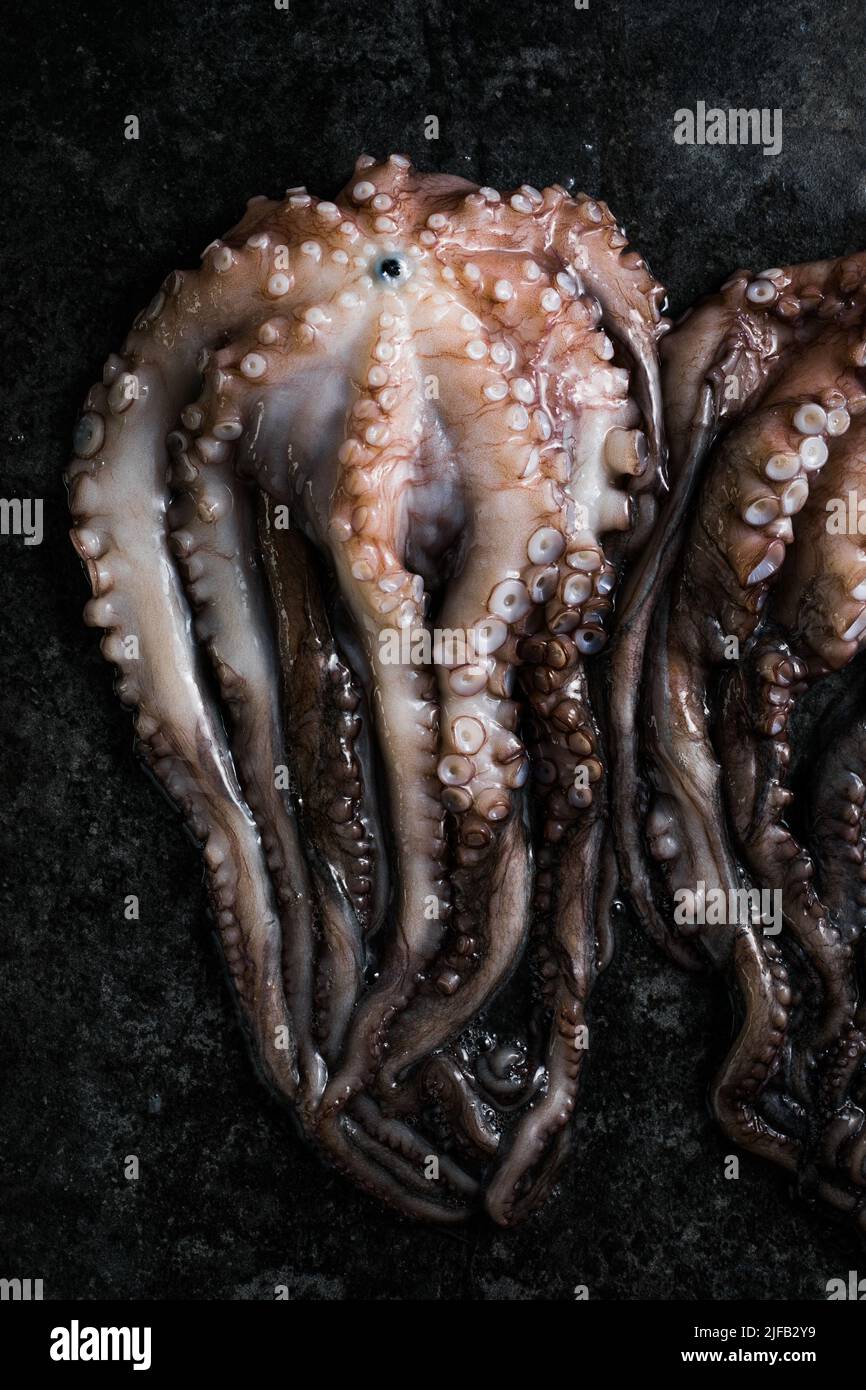 Octopus. Creative concept of healthy food with photos of delicious ...