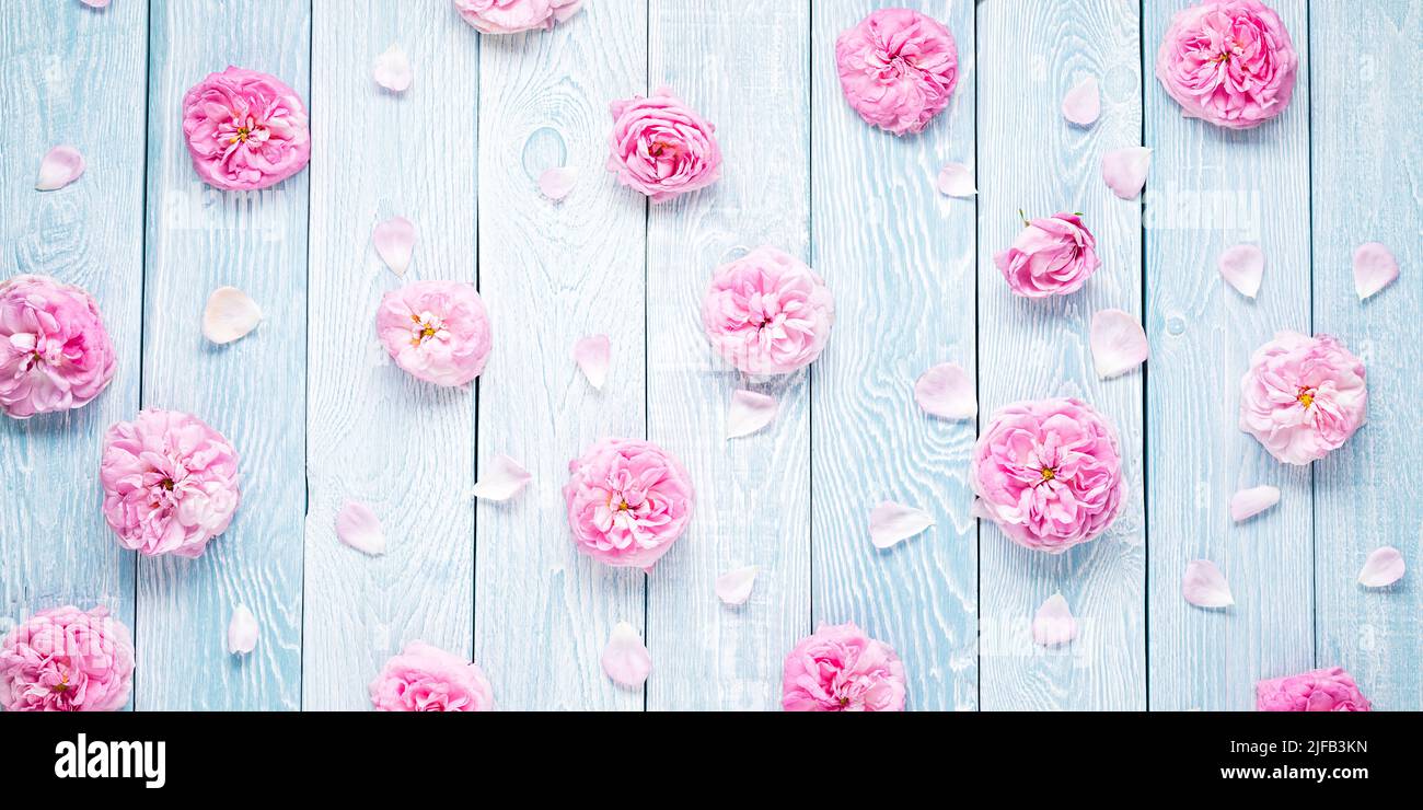 Pink roses on blue wooden planks. Girls party background Stock Photo ...