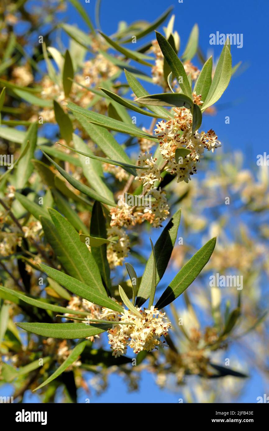 Olive tree in bloom hi-res stock photography and images - Alamy