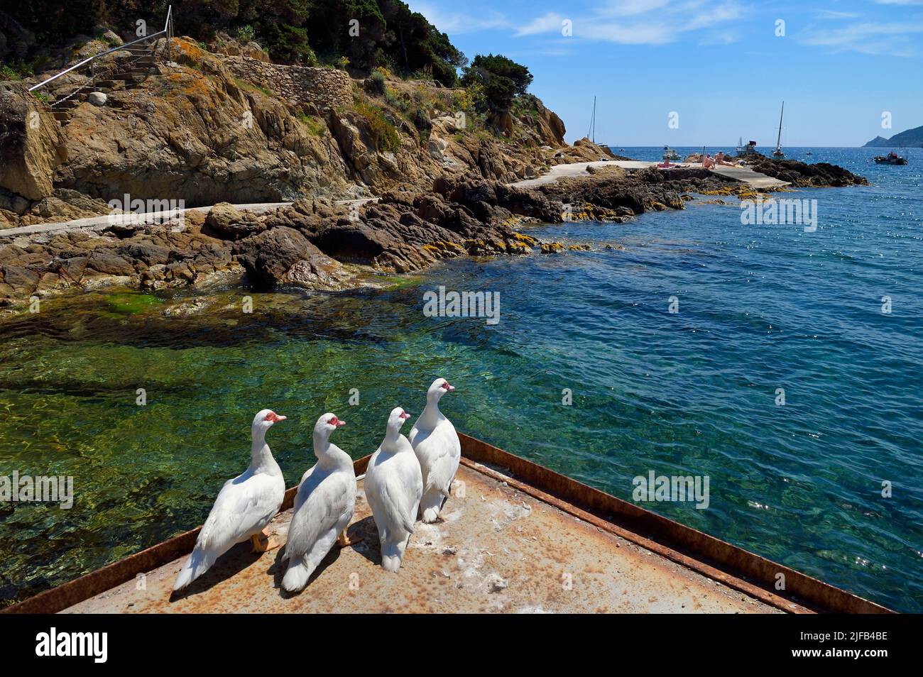 France, Var, Iles d'Hyeres, Parc national de Port Cros (National park ...