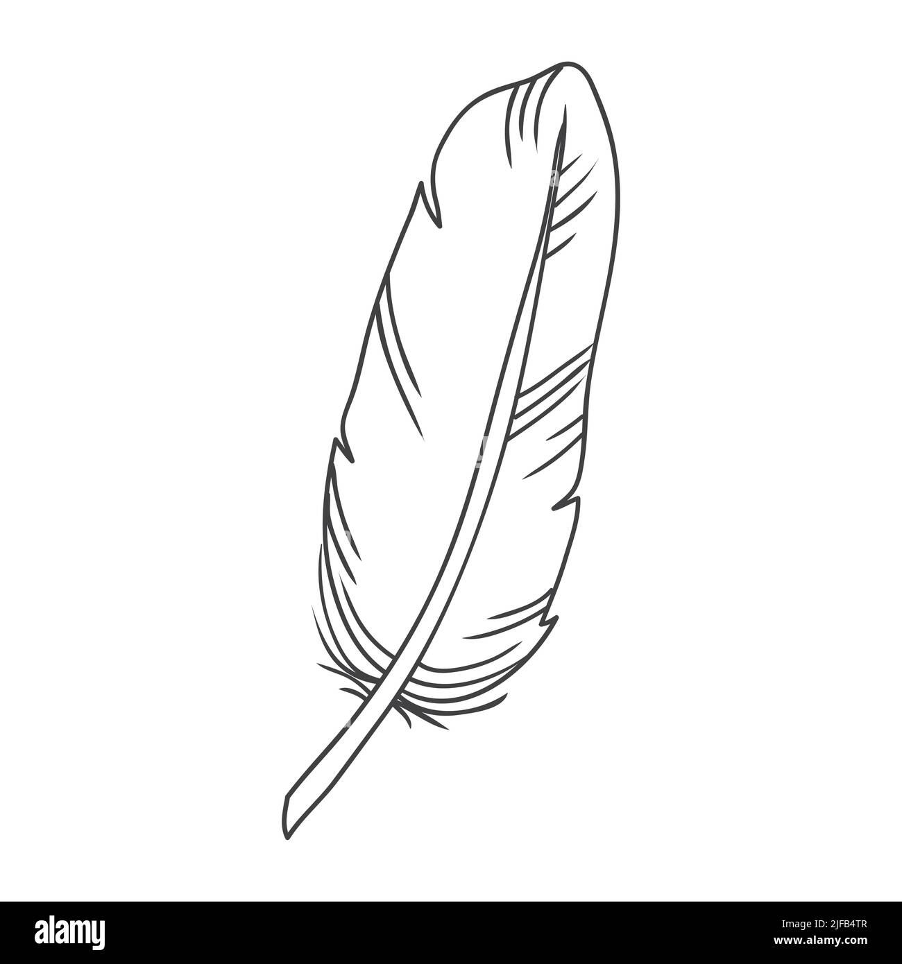 Bird feather from wing isolated. Isolated illustration element. Vector ...
