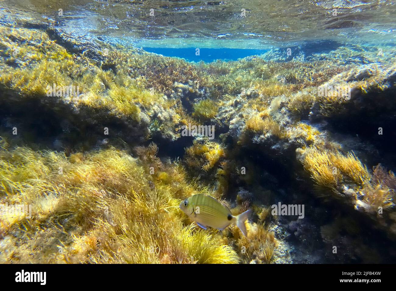 France, Var, Le Rayol Canadel sur Mer, Domaine du Rayol, Jardin des ...