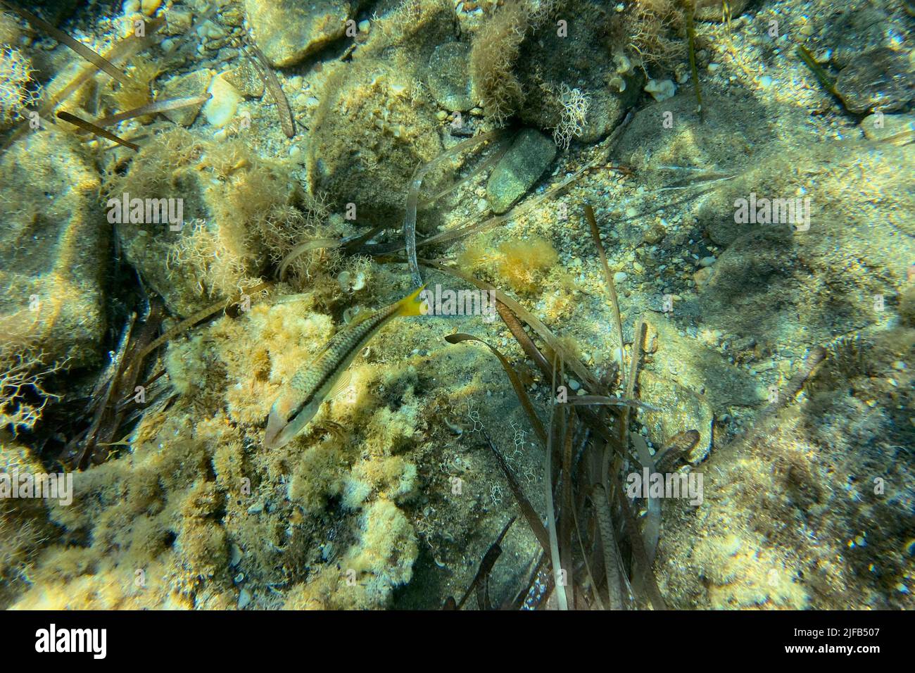 France, Var, Le Rayol Canadel sur Mer, Domaine du Rayol, Jardin des ...