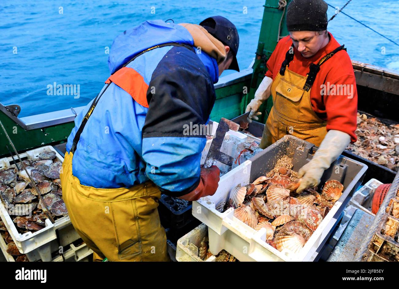 France, Calvados, trawler fishing for scallops in the bay of the Seine ...