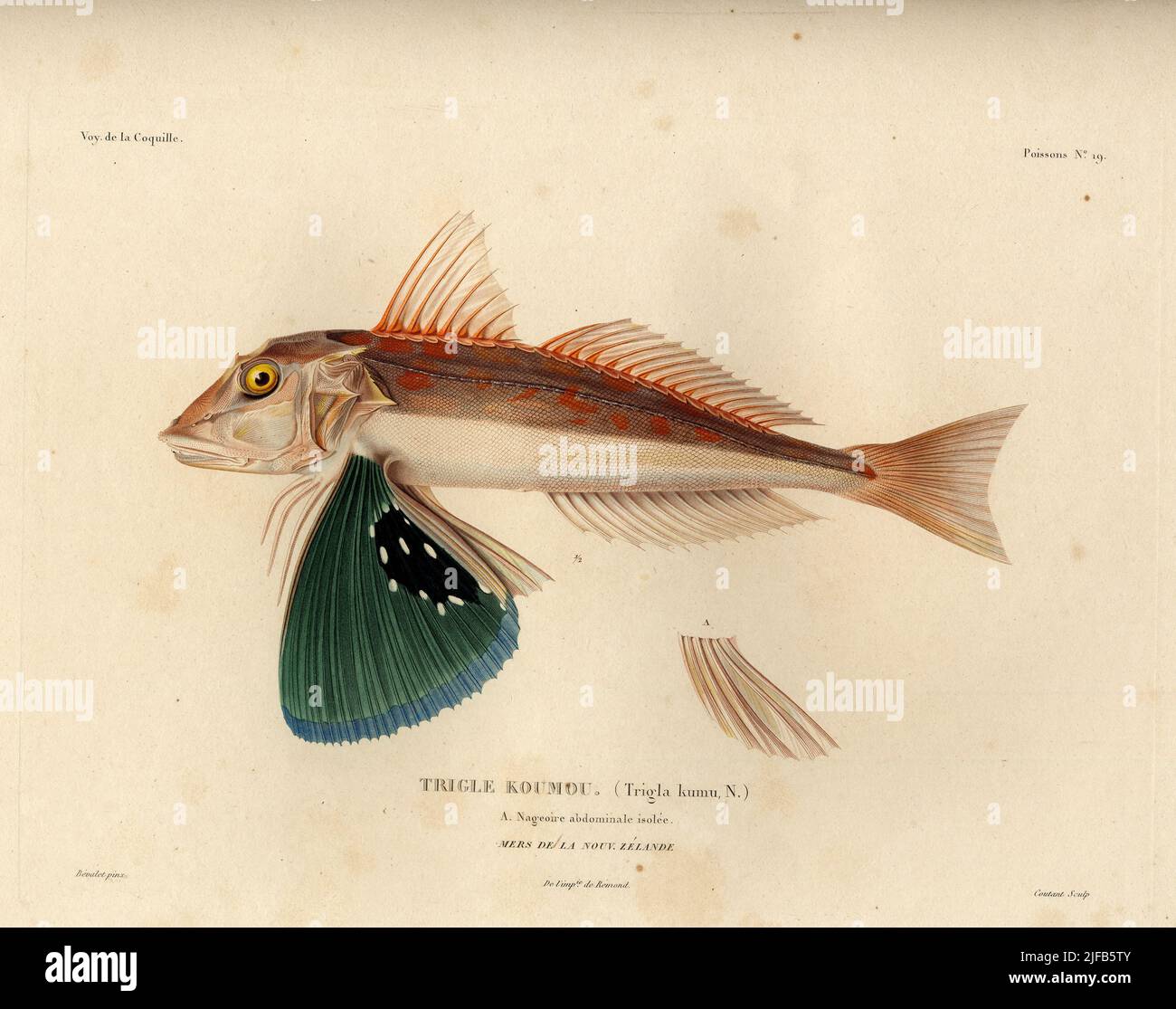 trigle koumou, Duperrey Louis. Voyage de la Coquille. Les poissons ...